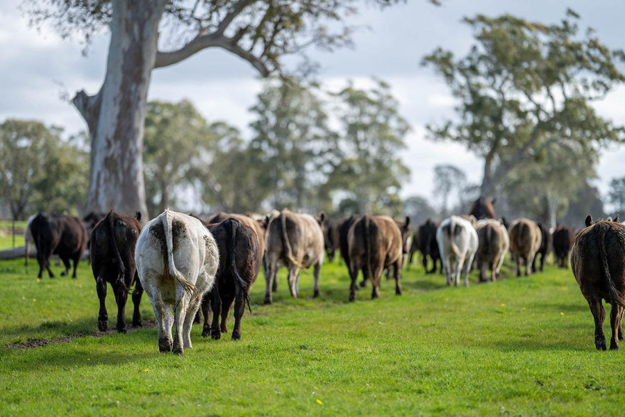 NSW Grass-Fed Cattle: Paddock to Plate Transparency – Your Farmer